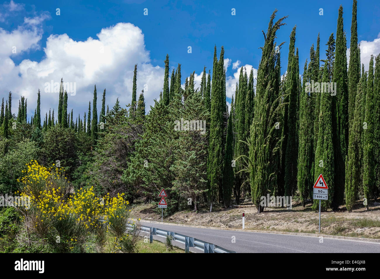 Typical landscape with cypresses in det Tuscany, Italy, Europe Stock ...