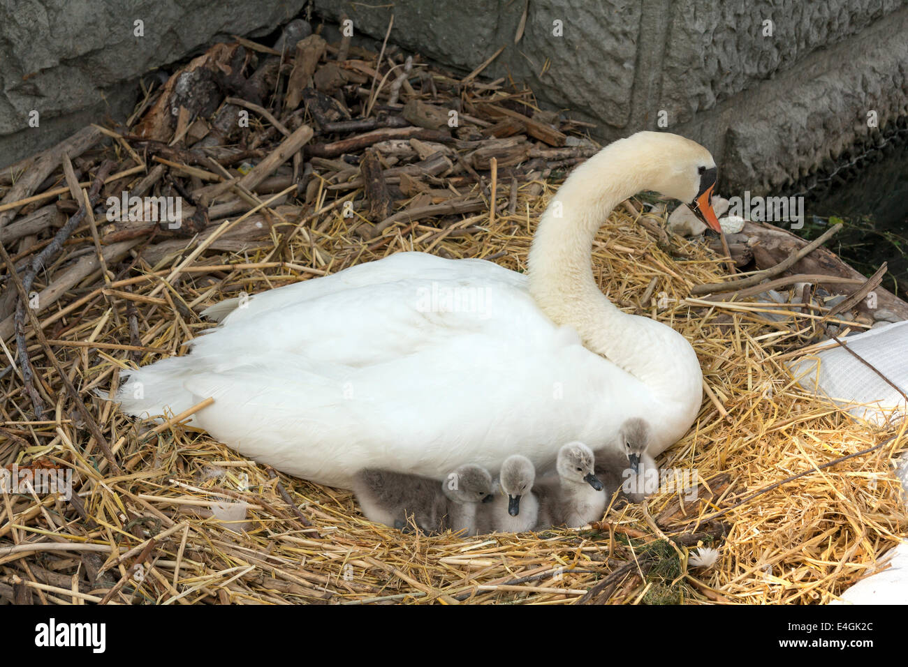 Beautiful swan chicks hi-res stock photography and images - Alamy