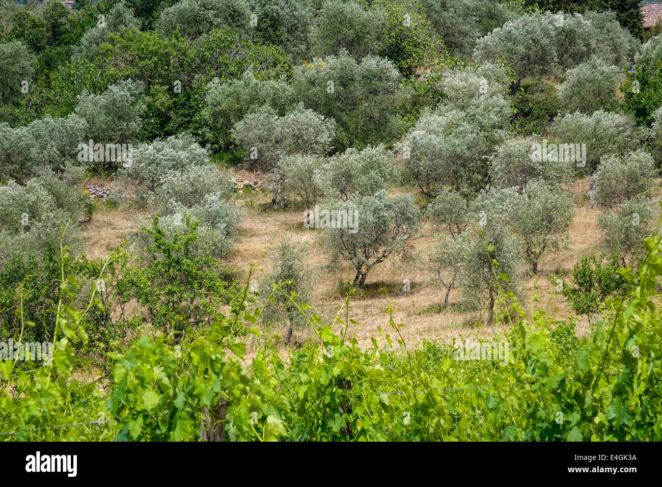 Typical landscape with vineyards and olive trees in Tuscany, Italy ...