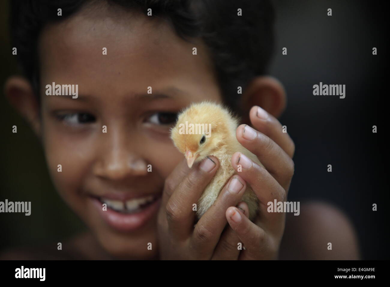 a child playing with chicken Stock Photo - Alamy