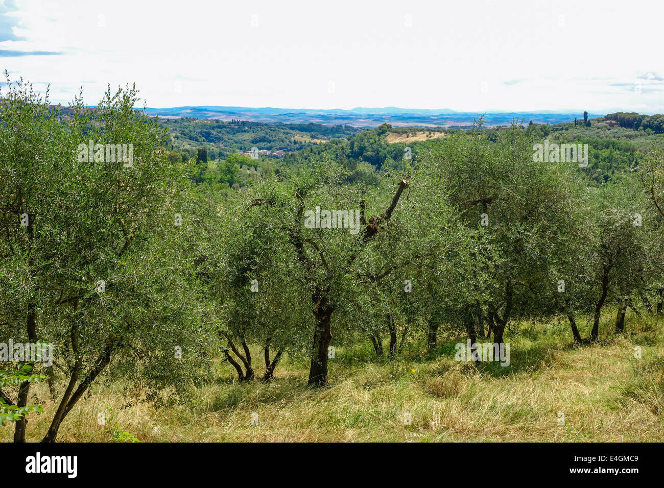 Typical landscape with olive trees (Olea europaea), Tuscany, Italy ...