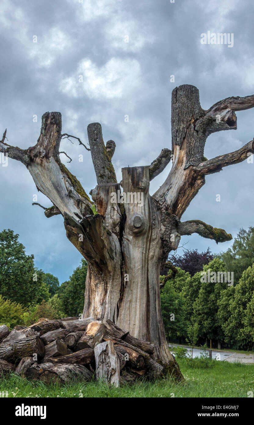 Weathered oak tree against dark clouds Stock Photo - Alamy