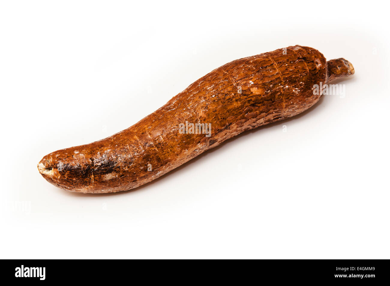 Cassava or Manioc roots (Manihot esculenta) isolated on a white studio ...