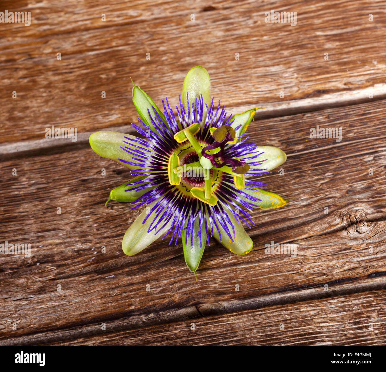 Passiflora caerulea, passionflower flower on wooden table Stock Photo ...