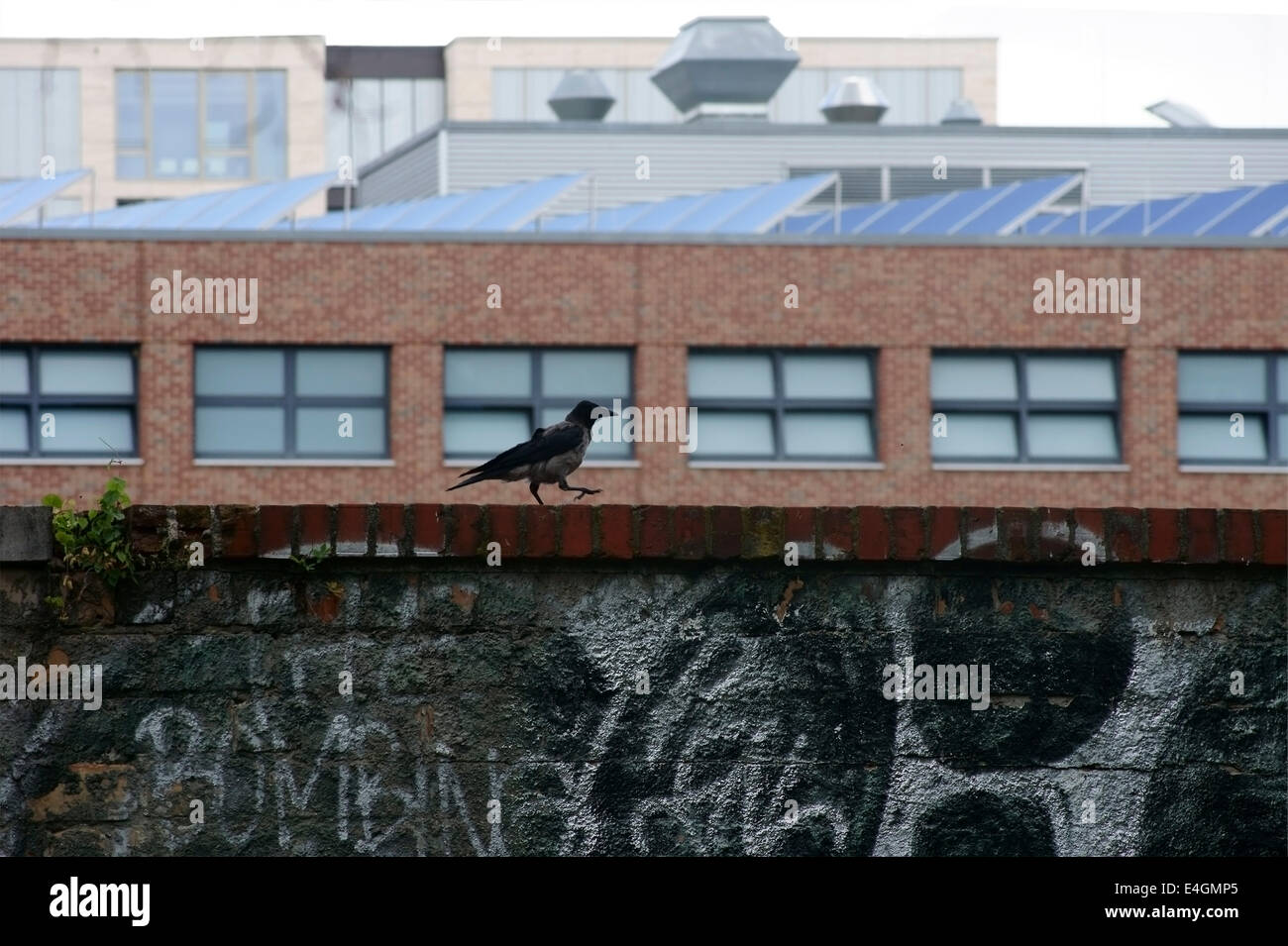 Crow marches on Wall Stock Photo - Alamy
