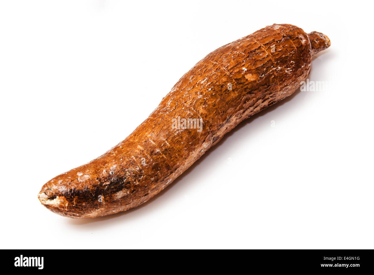 Cassava or Manioc roots (Manihot esculenta) isolated on a white studio ...