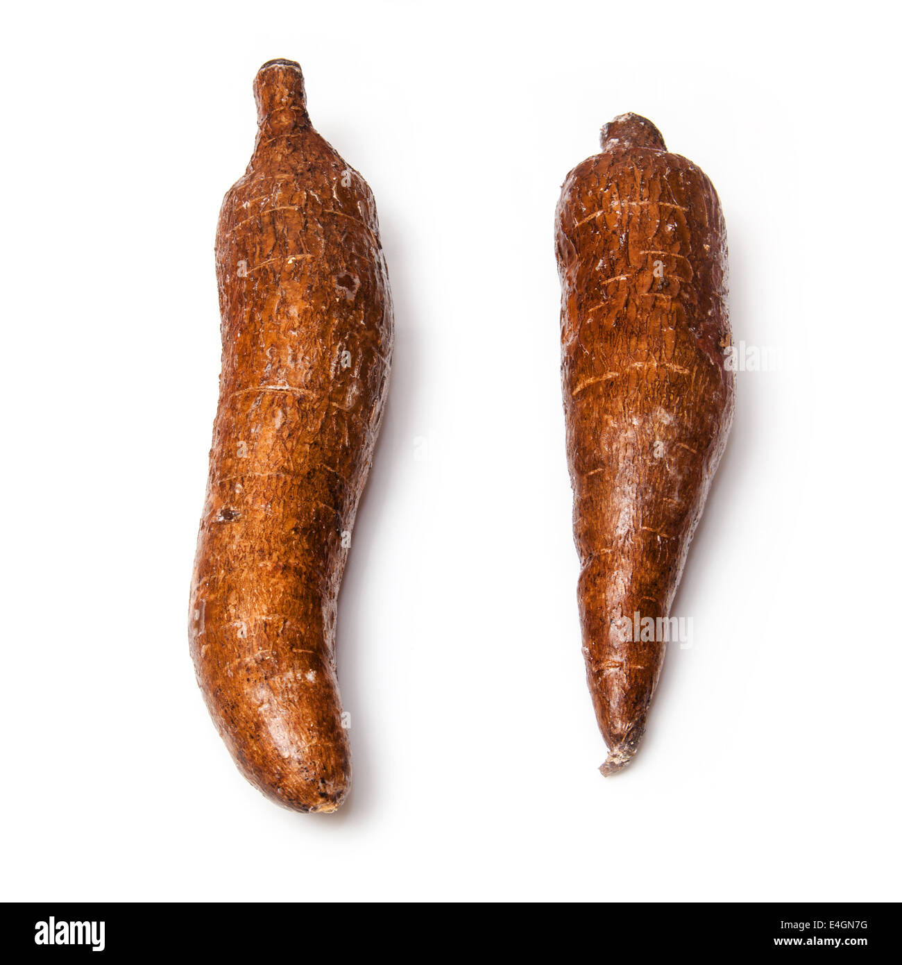 Cassava or Manioc roots (Manihot esculenta) isolated on a white studio ...