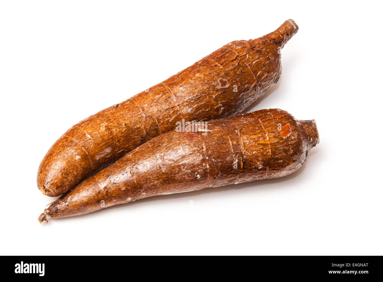 Cassava or Manioc roots (Manihot esculenta) isolated on a white studio ...