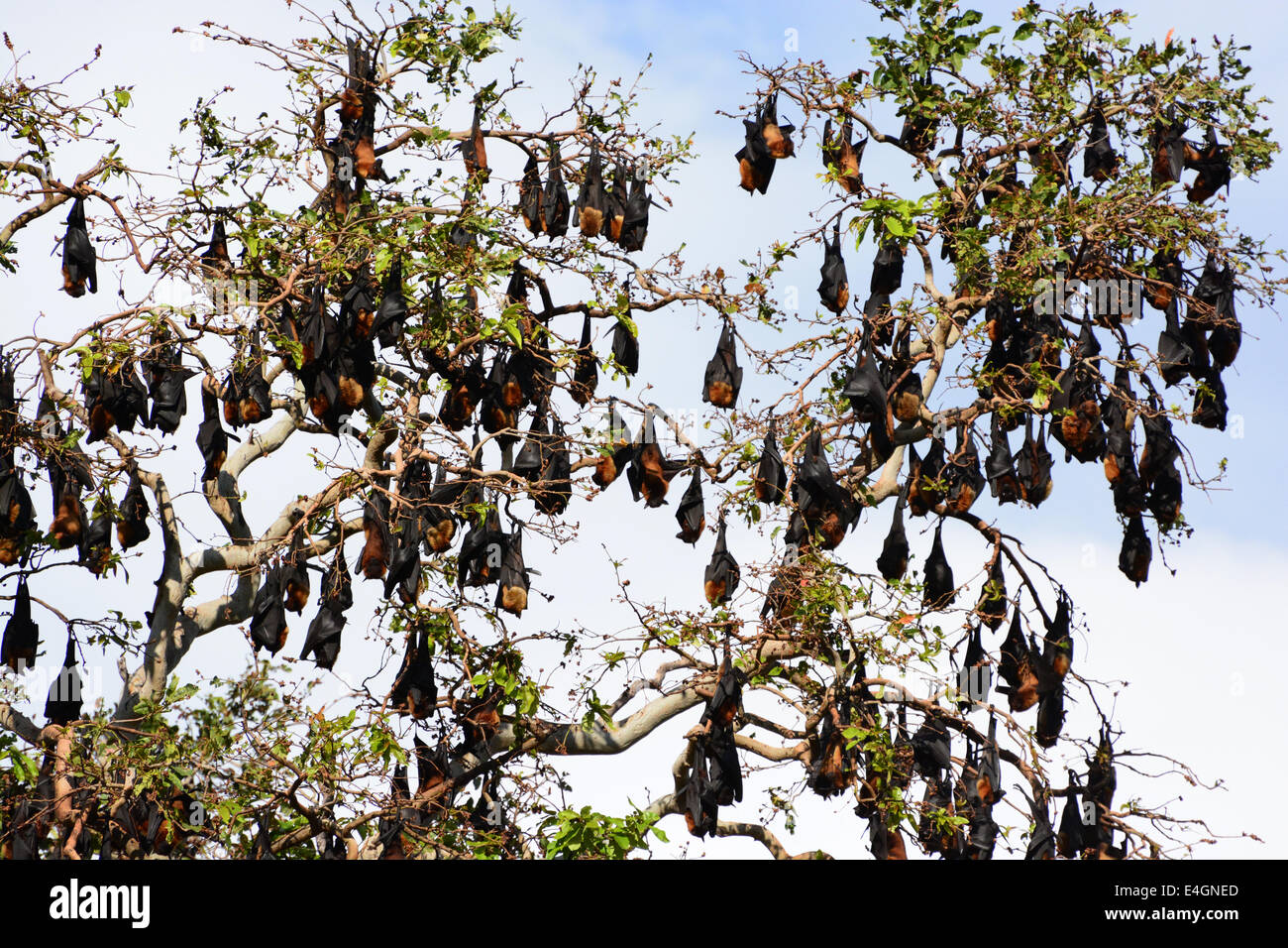 Indian Flying Fox (Pteropus giganteus Stock Photo - Alamy