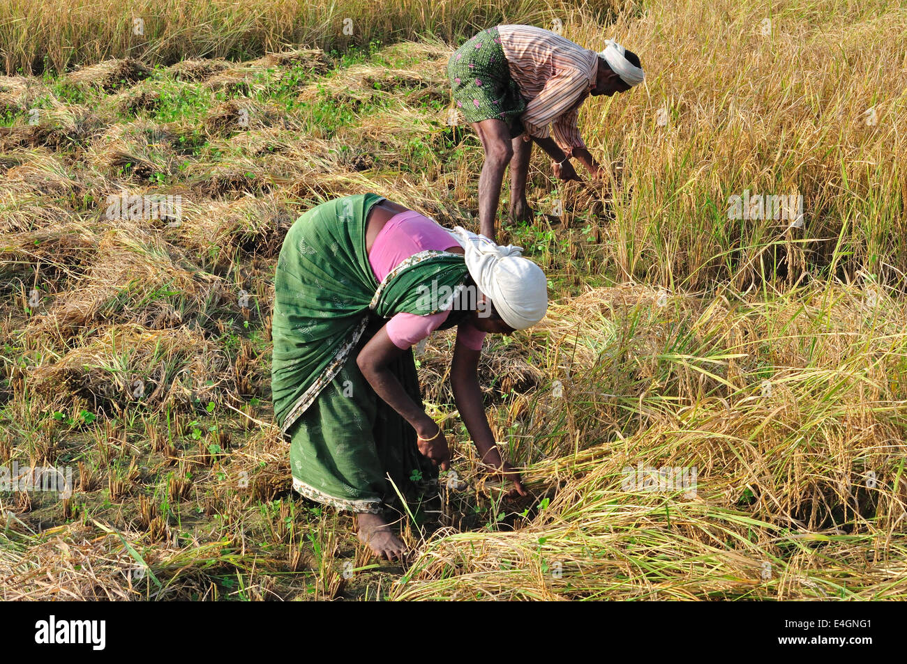 Granary india hi-res stock photography and images - Alamy