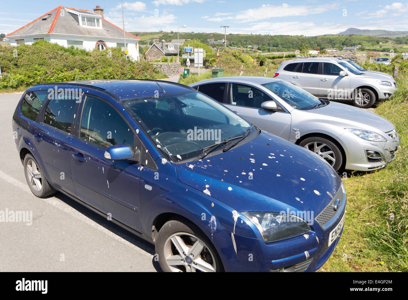 Car covered in bird droppings, England, UK Stock Photo - Alamy