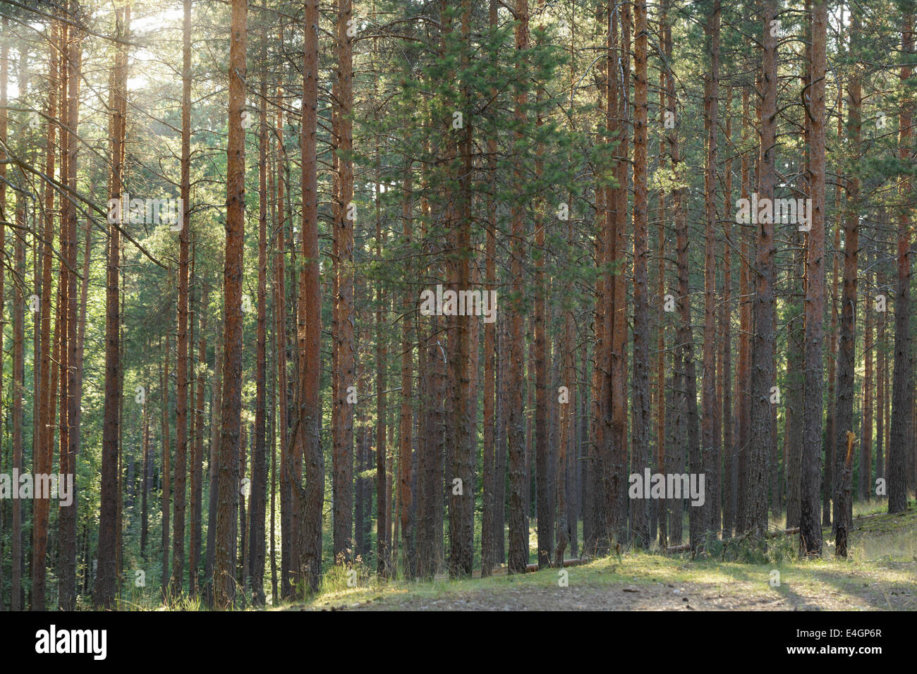 tranquil pine forest landscape, russian nature Stock Photo - Alamy