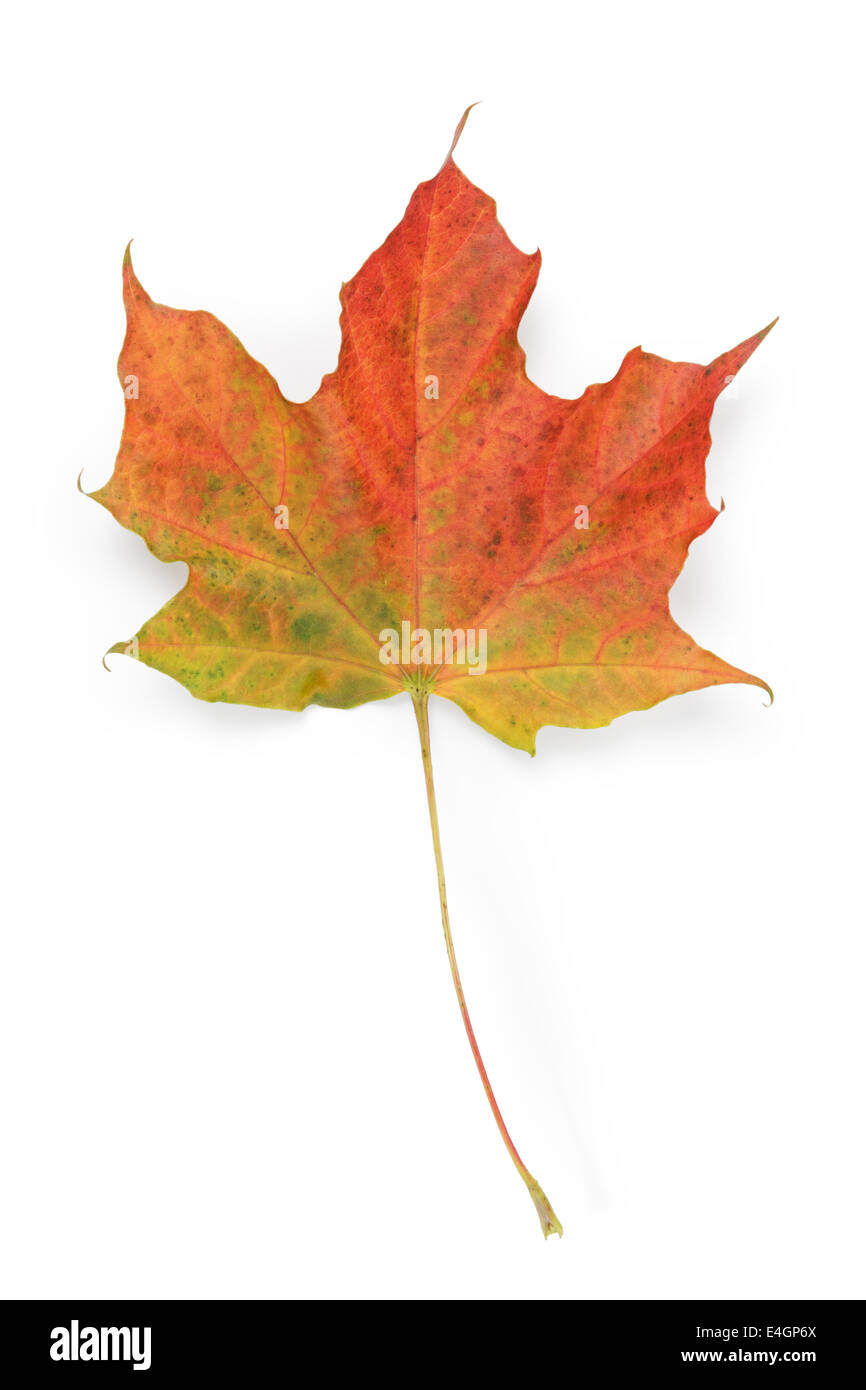 single maple autumn leaf, isolated on white Stock Photo - Alamy