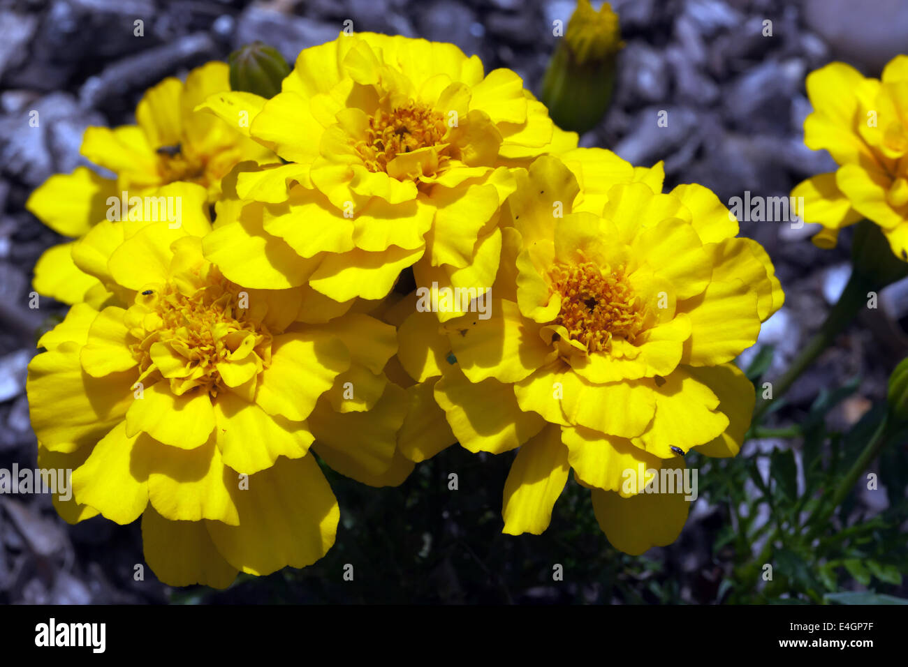 Close-up image of Marigold flowers Stock Photo - Alamy