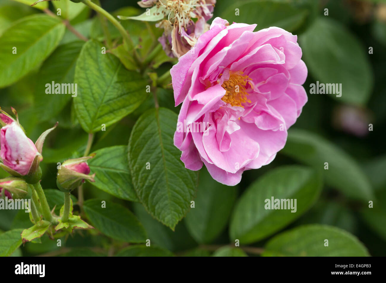 A single Old English Pink Rose in the Sensory Garden at Beckenham Place ...