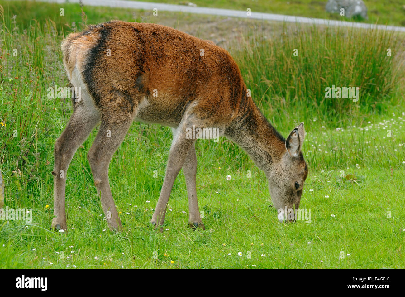 Female moor hi-res stock photography and images - Alamy