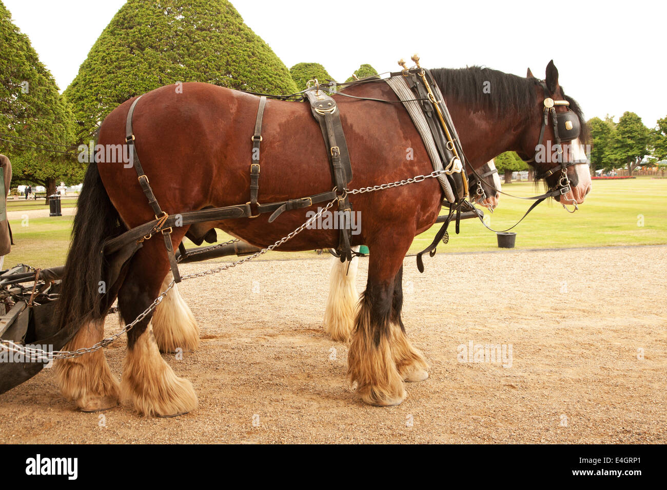 Horses Pulling Carriage High Resolution Stock Photography and Images ...
