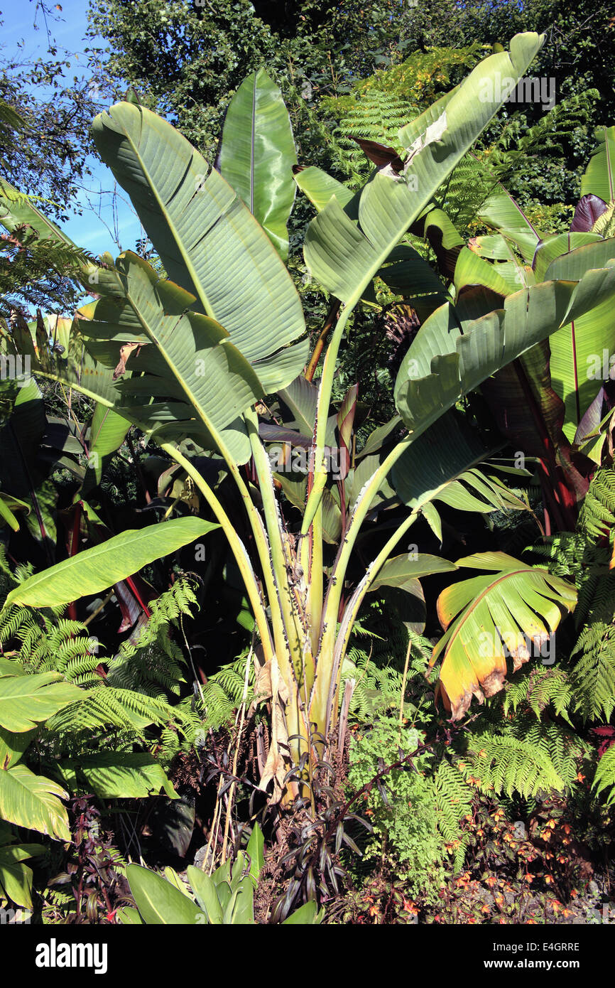 Musa Basjoo, a popular banana tree grown in gardens for its lush ...