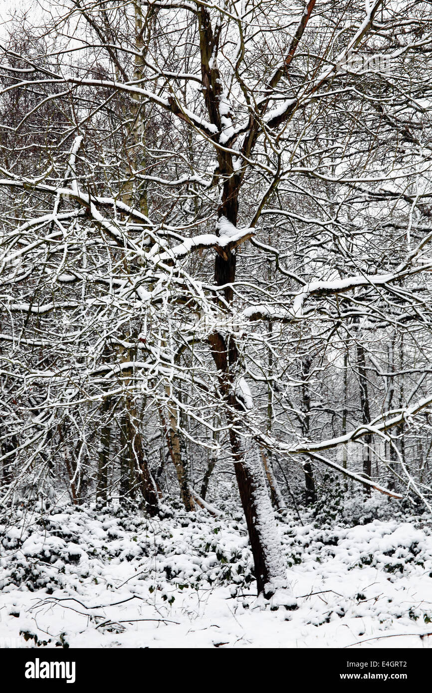 Landscape of a heavy fall of snow on a forest tree and shrub branches ...