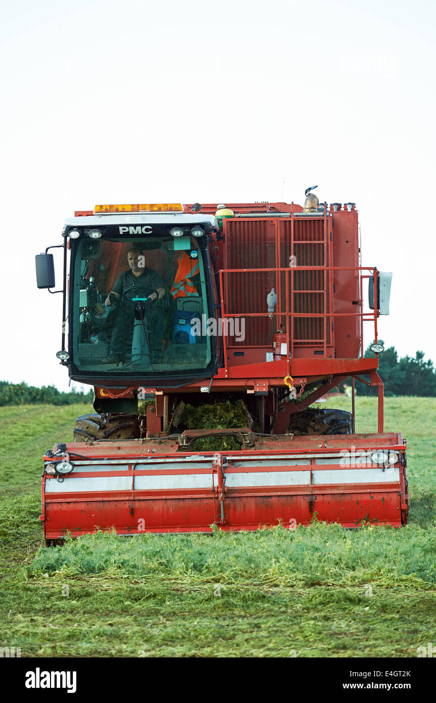 Pea harvester operated by Anglian Pea Growers Stock Photo - Alamy