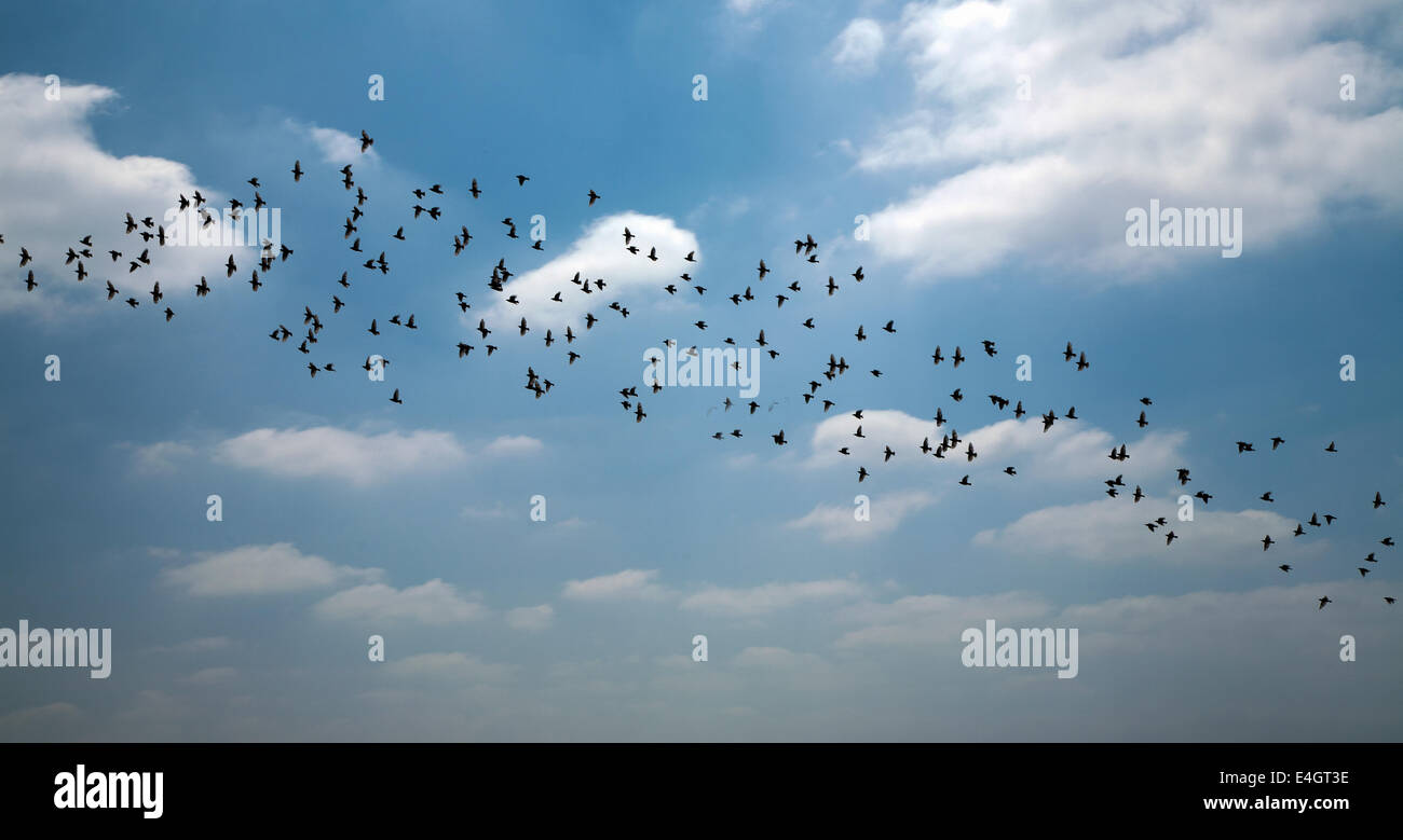 Flock of Birds, Crows, Australian Ravens in Mid flight blue sky with ...