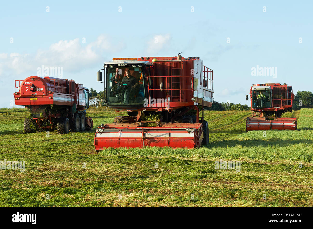 Pea harvesters operated by Anglian Pea Growers Stock Photo - Alamy