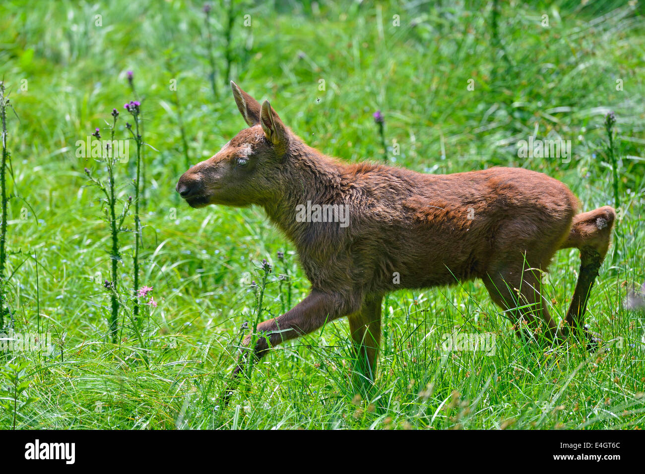 Juvenile elk hi-res stock photography and images - Alamy