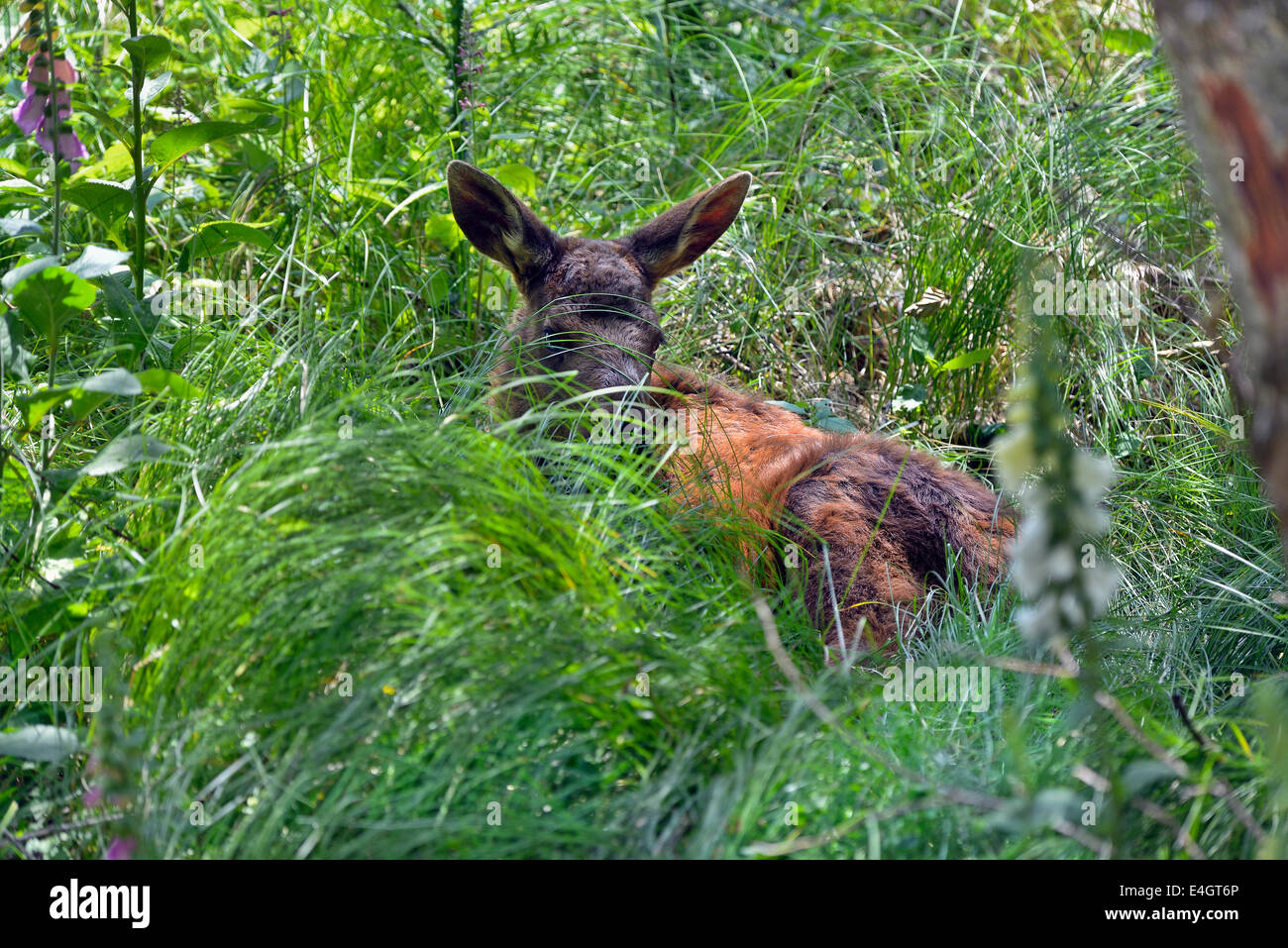 Juvenile elk hi-res stock photography and images - Alamy