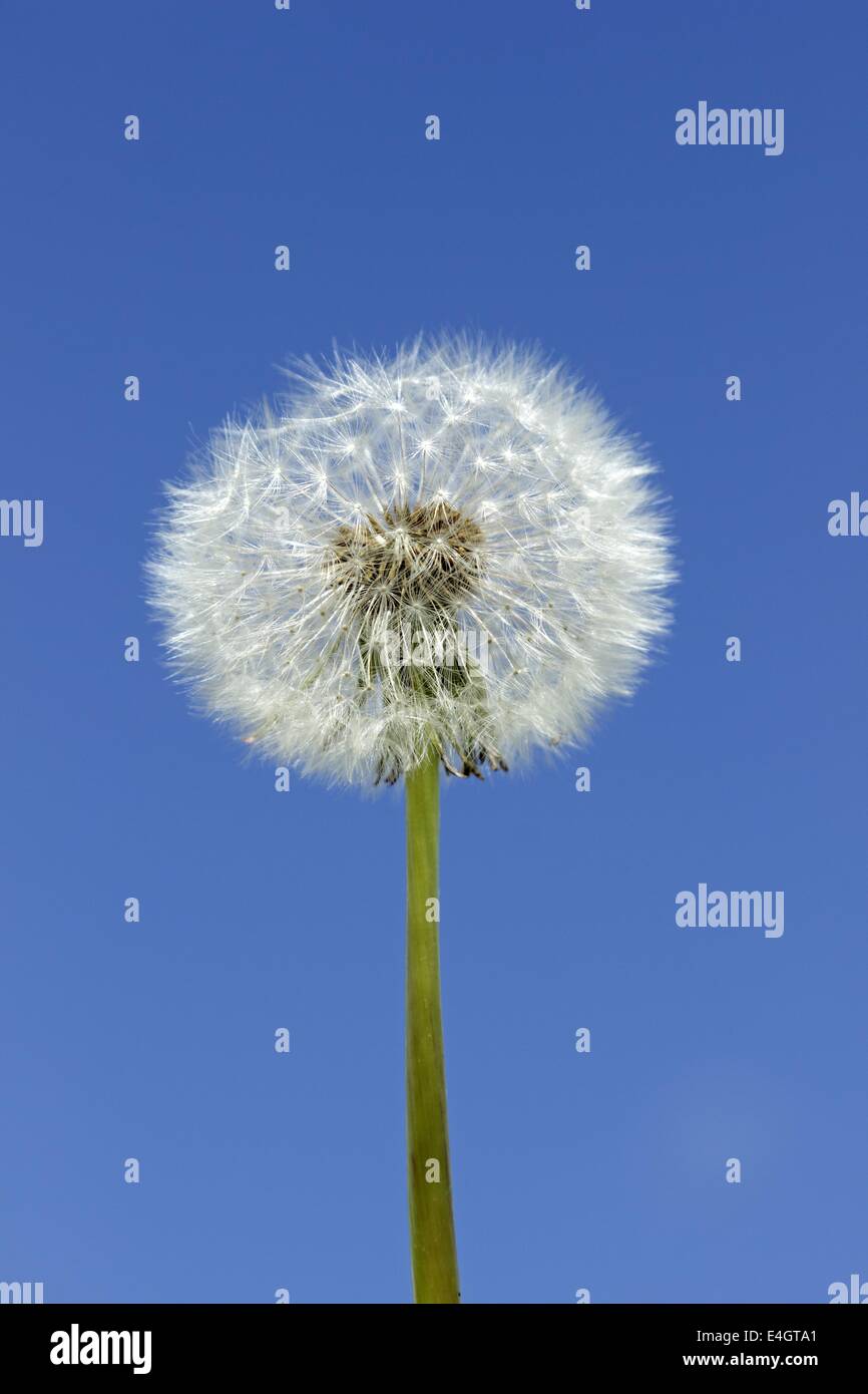 Dandelion clock and blue sky hi-res stock photography and images - Alamy