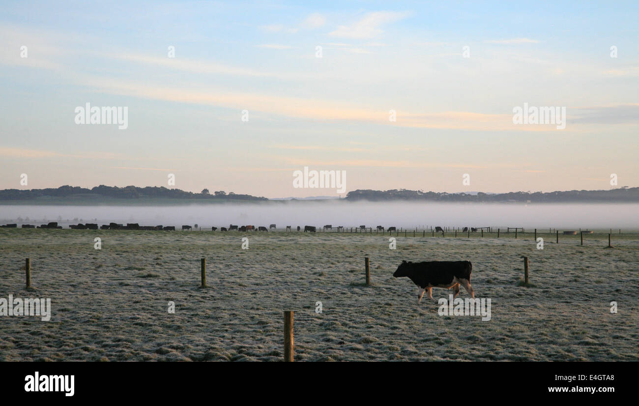 A cold winter Landscape on a rural farm a paddock, pasture a cow ...