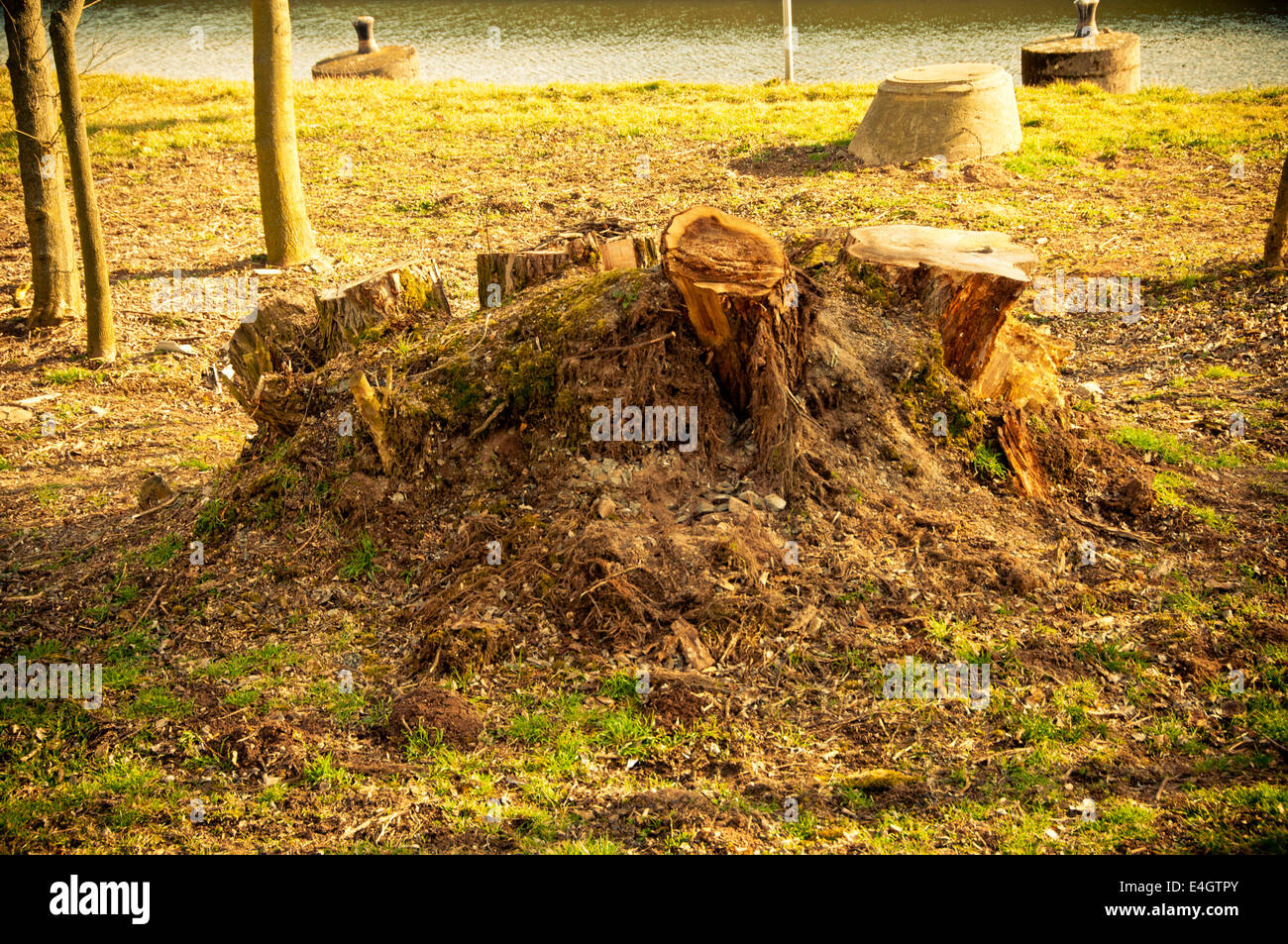Deforestation and nature hi-res stock photography and images - Alamy