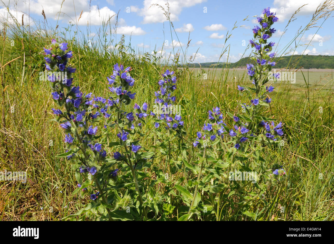 Ginst point pendine hi-res stock photography and images - Alamy