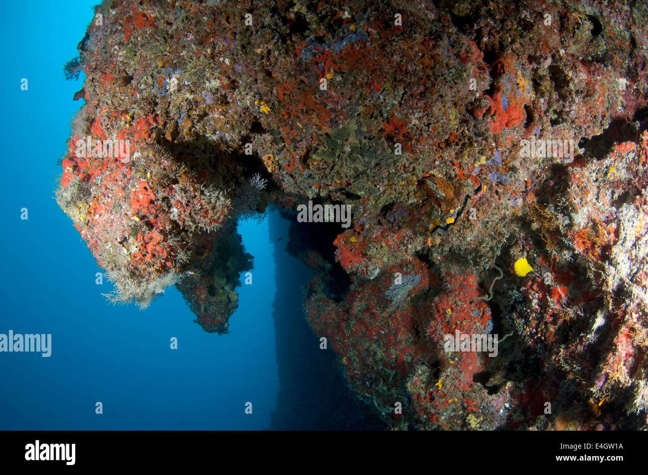 Overhanging coral reef Stock Photo - Alamy