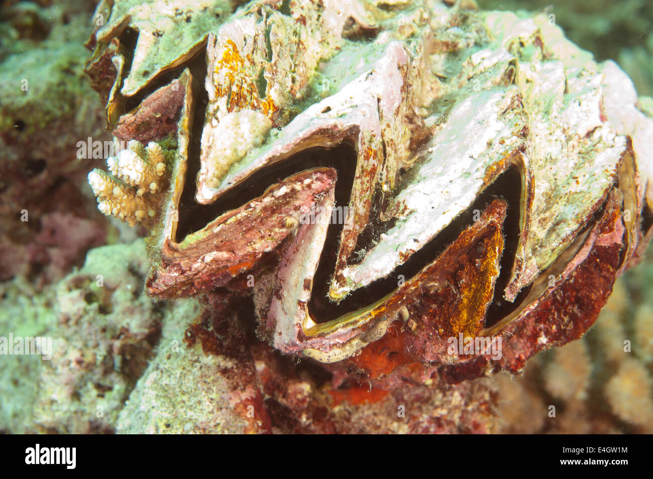 Giant clam shell hi-res stock photography and images - Alamy Giant clam shell hi-res stock photography and images - Alamy