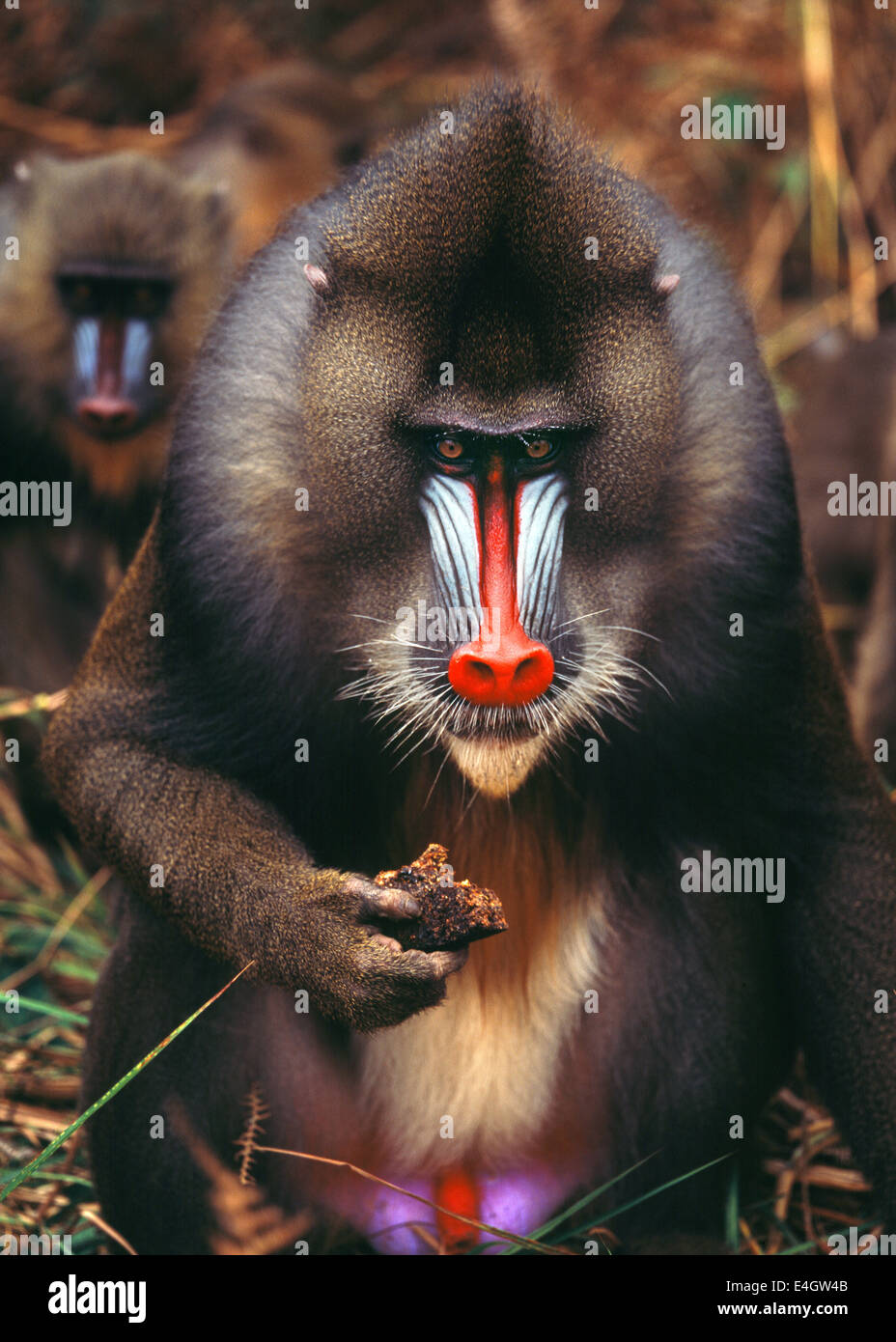 Mandrill in the jungle hi-res stock photography and images - Alamy