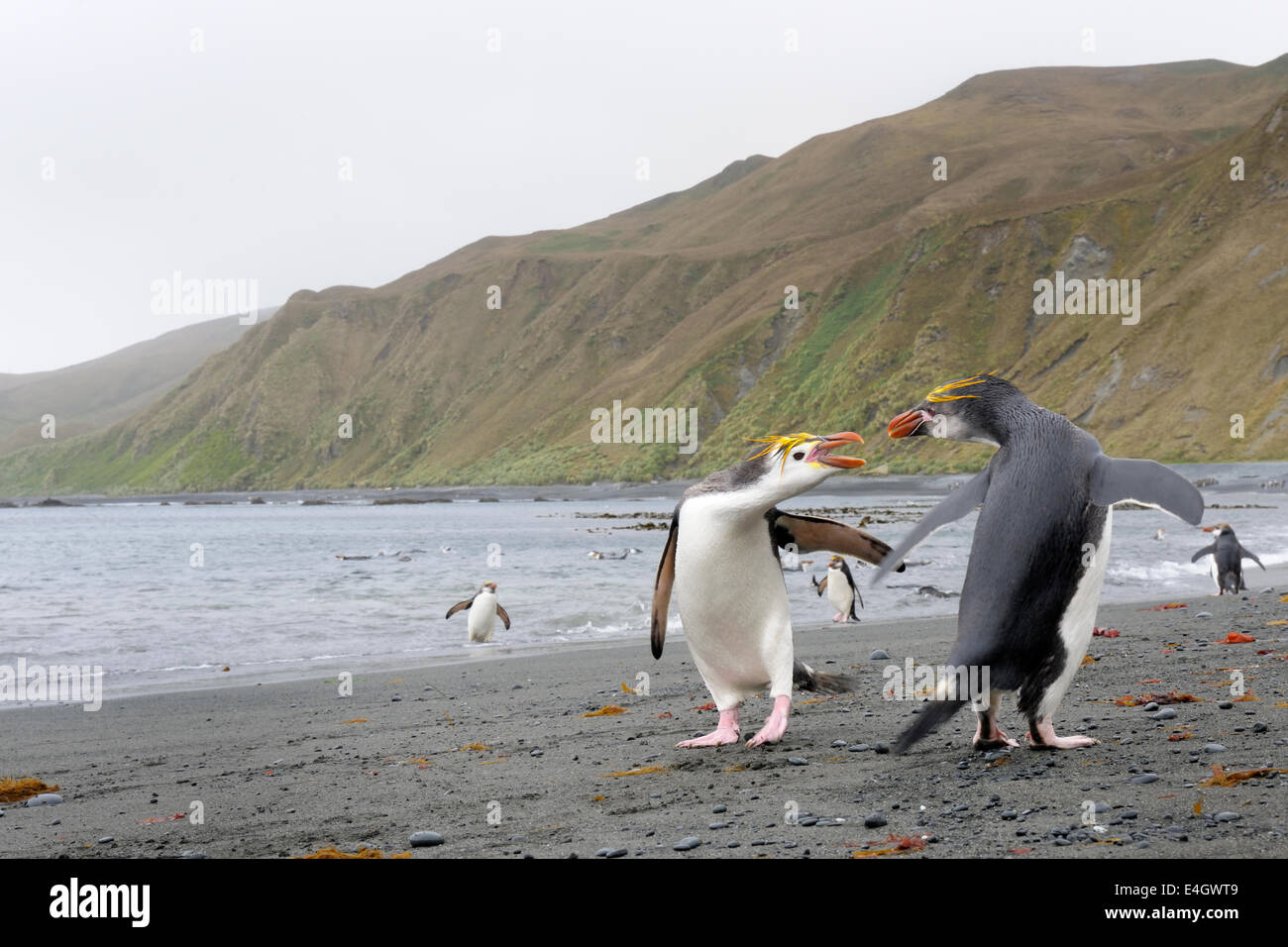 Loud waters High Resolution Stock Photography and Images - Alamy