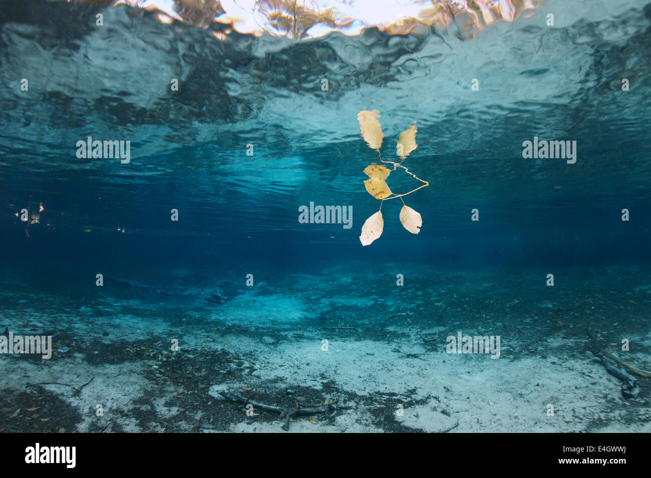 Protected spring plants hi-res stock photography and images - Alamy