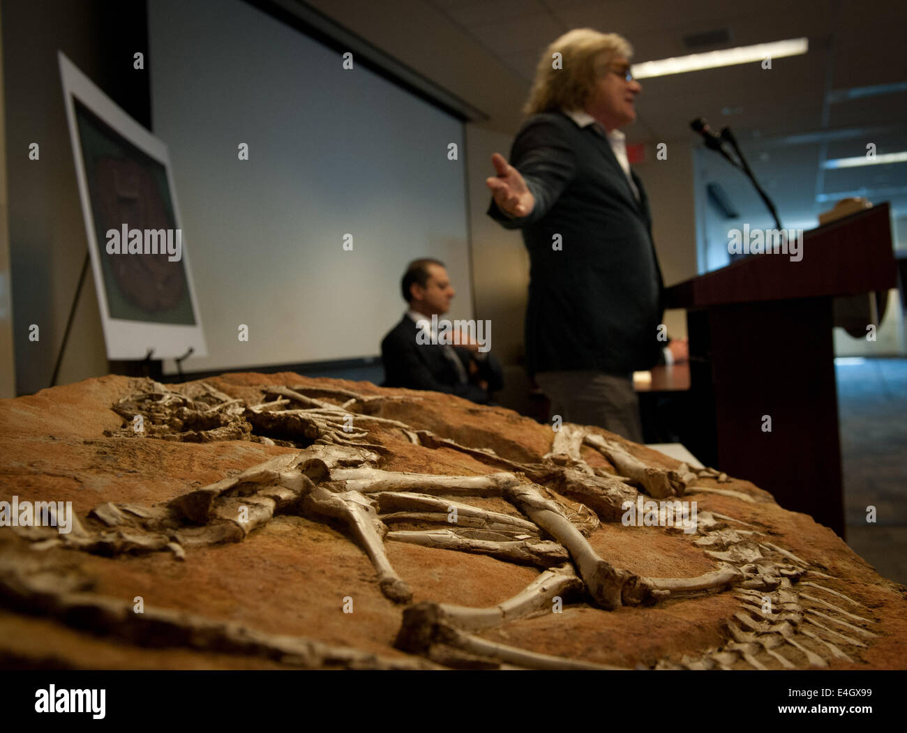 July 10, 2014 - Manhattan, New York, U.S. - Two gallimimus skeletons in ...