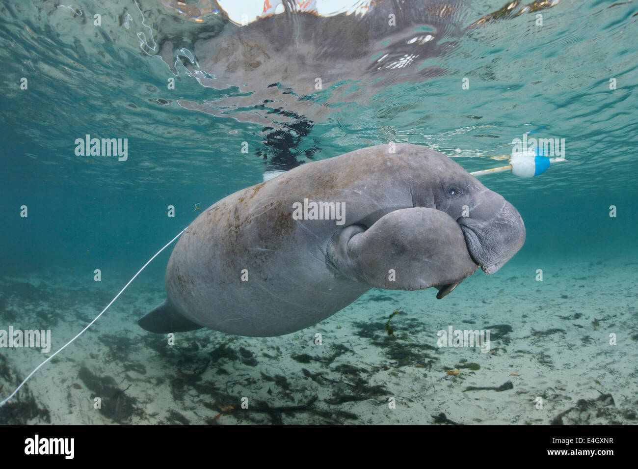 West Indian Manatee Endangered