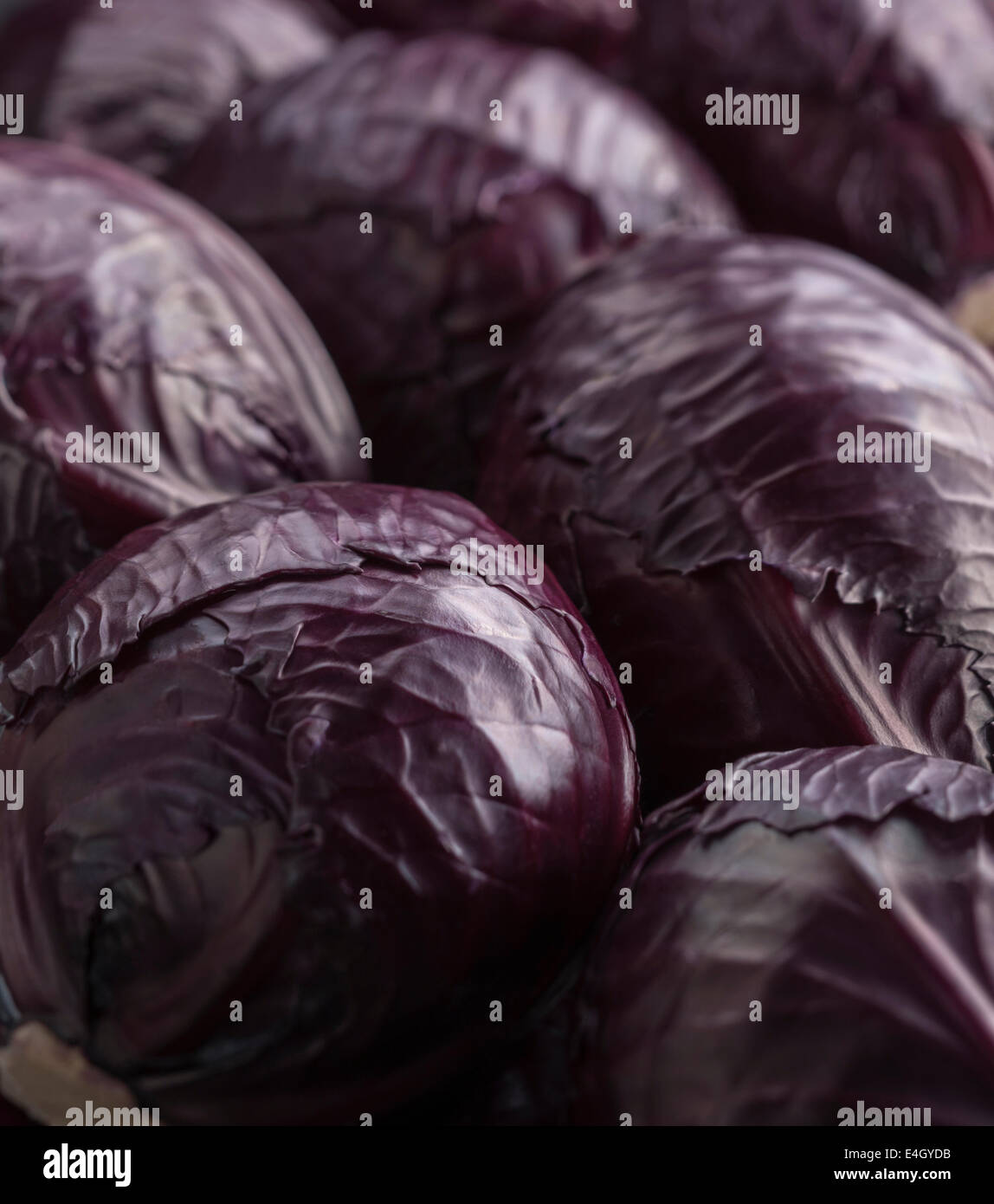 Cabbage, Red cabbage, Brassica oleracea capitata Stock Photo - Alamy