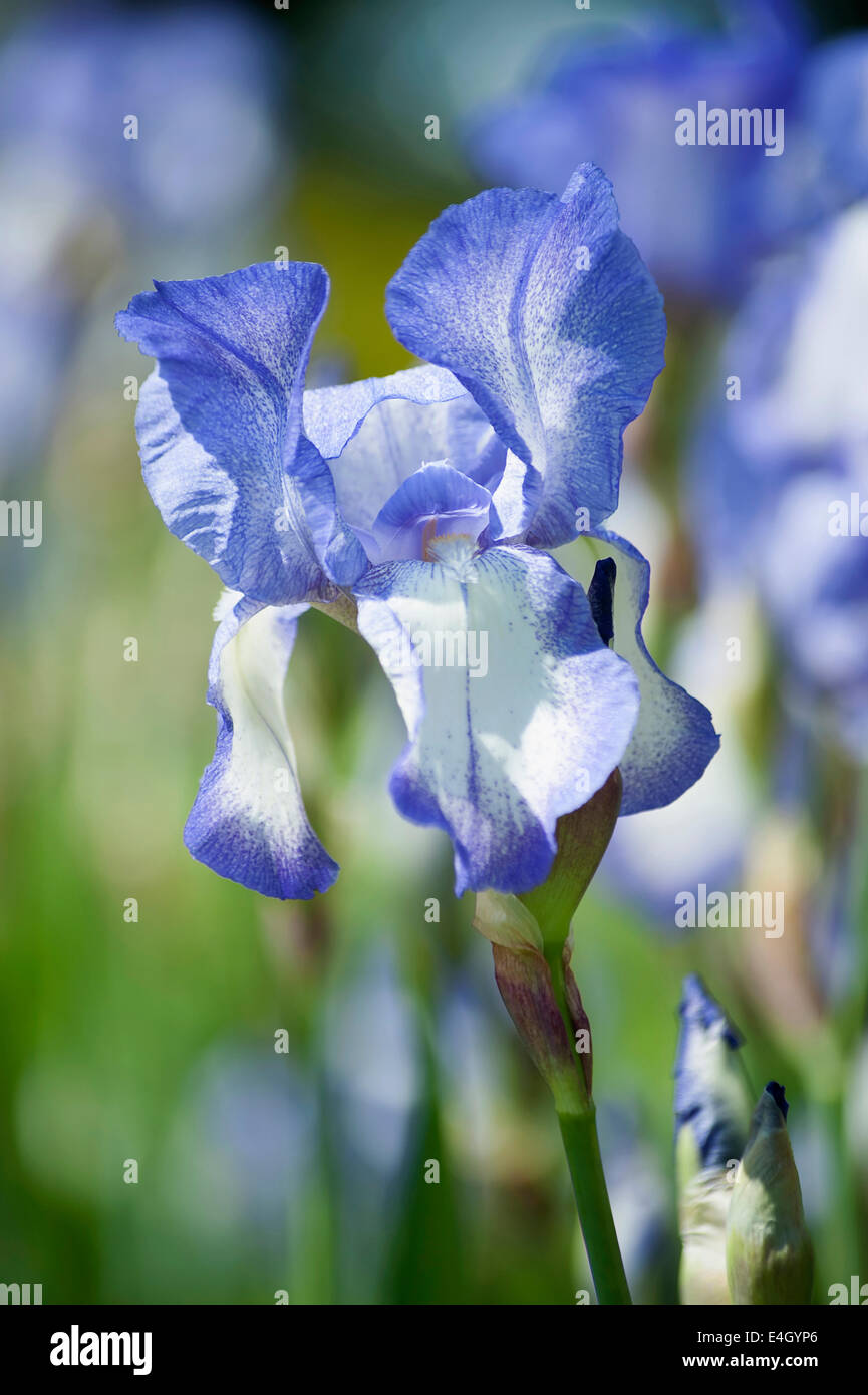 Iris, Tall bearded iris, Iris 'Touch of Spring' Stock Photo - Alamy
