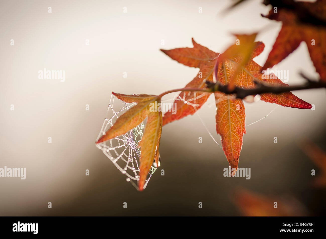 Sweet gum, Liquidambar styraciflua Stock Photo - Alamy