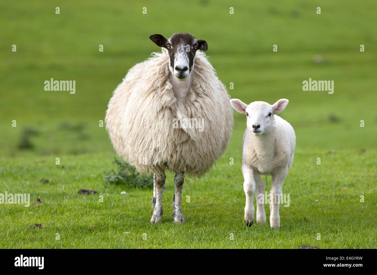 Ewe lamb england uk hi-res stock photography and images - Alamy