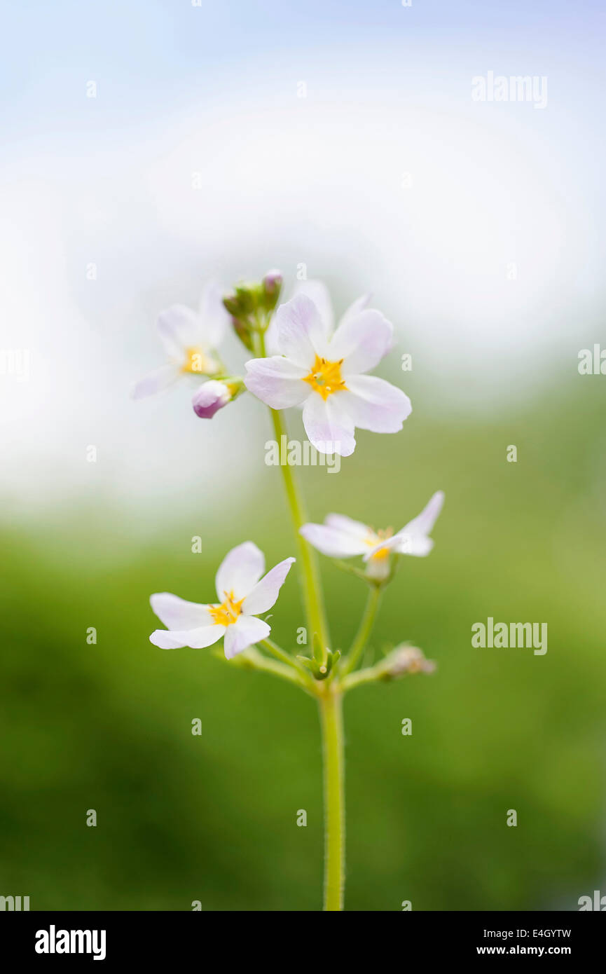 Water violet, Hottonia palustris Stock Photo - Alamy