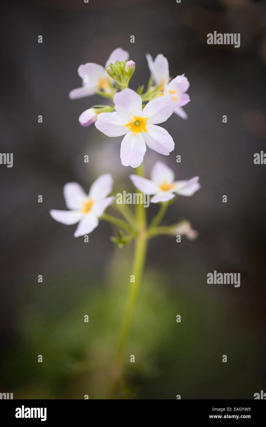 Water violet, Hottonia palustris Stock Photo - Alamy