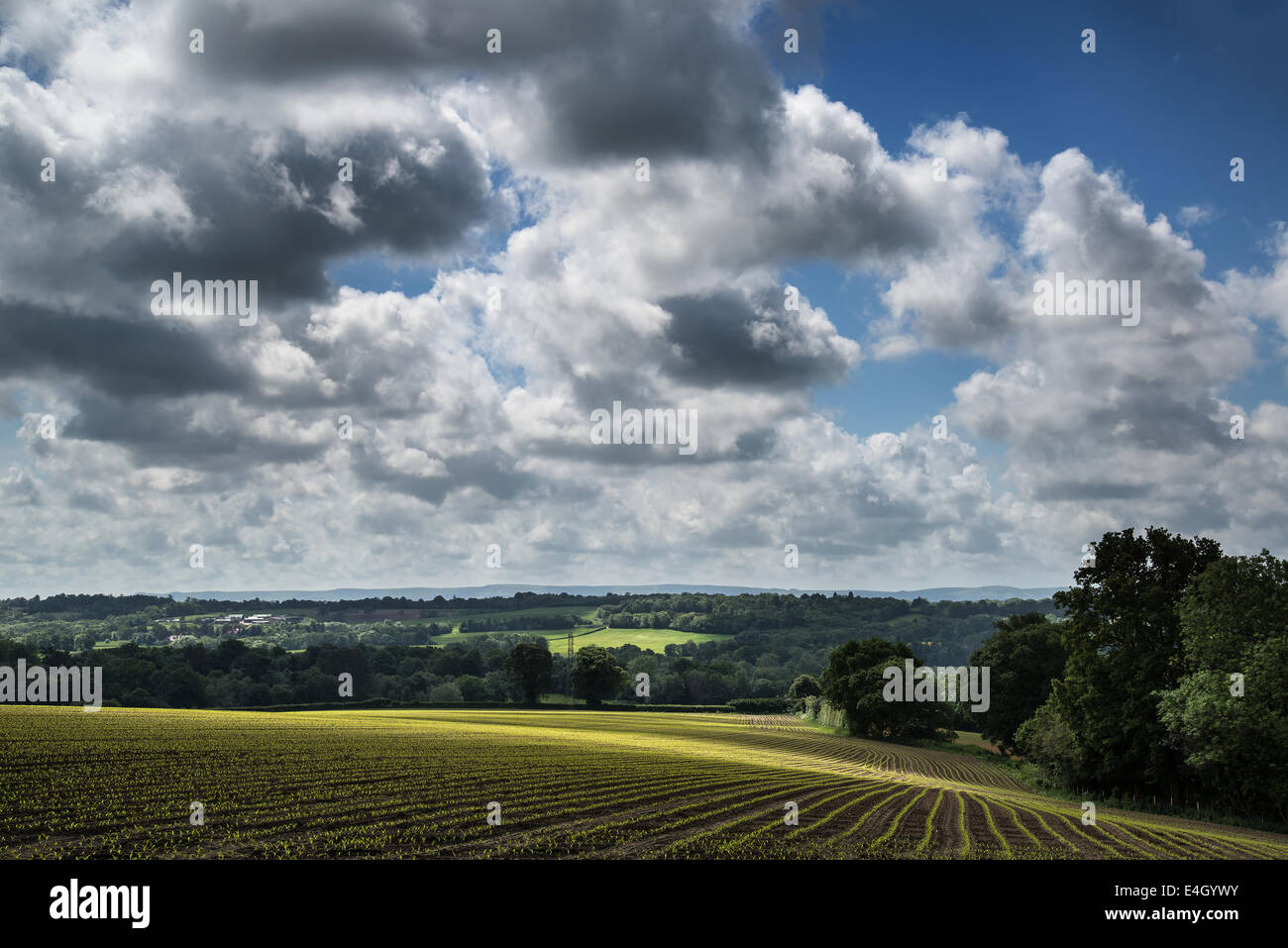Landscape image of agricultural farm field with new planted crops in ...