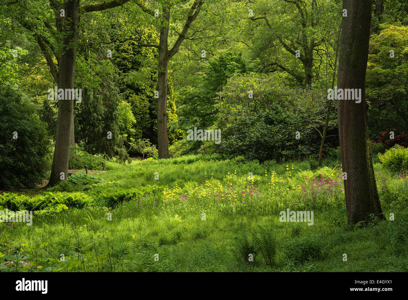 Forest woodland scene hi-res stock photography and images - Alamy