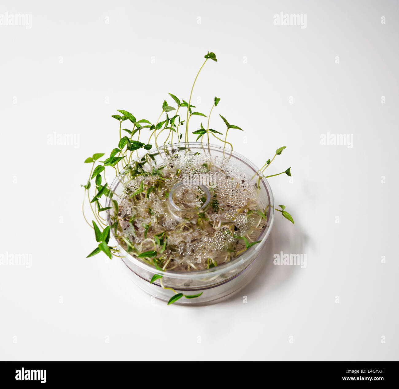 Mung bean, Vigna radiata Stock Photo - Alamy