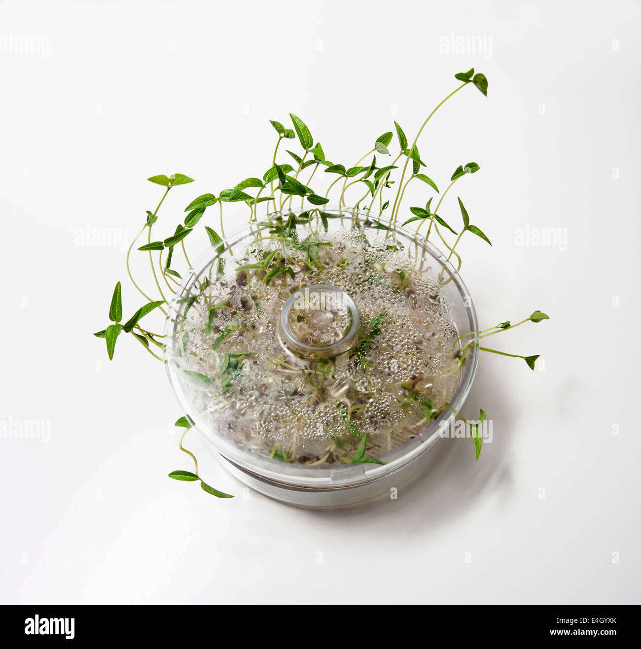 Vigna radiata hi-res stock photography and images - Alamy