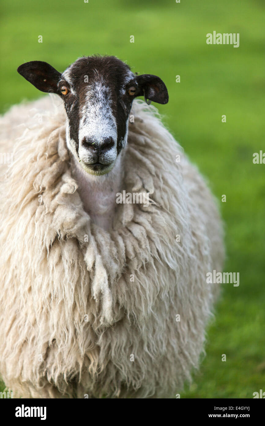 Black faced sheep hi-res stock photography and images - Alamy